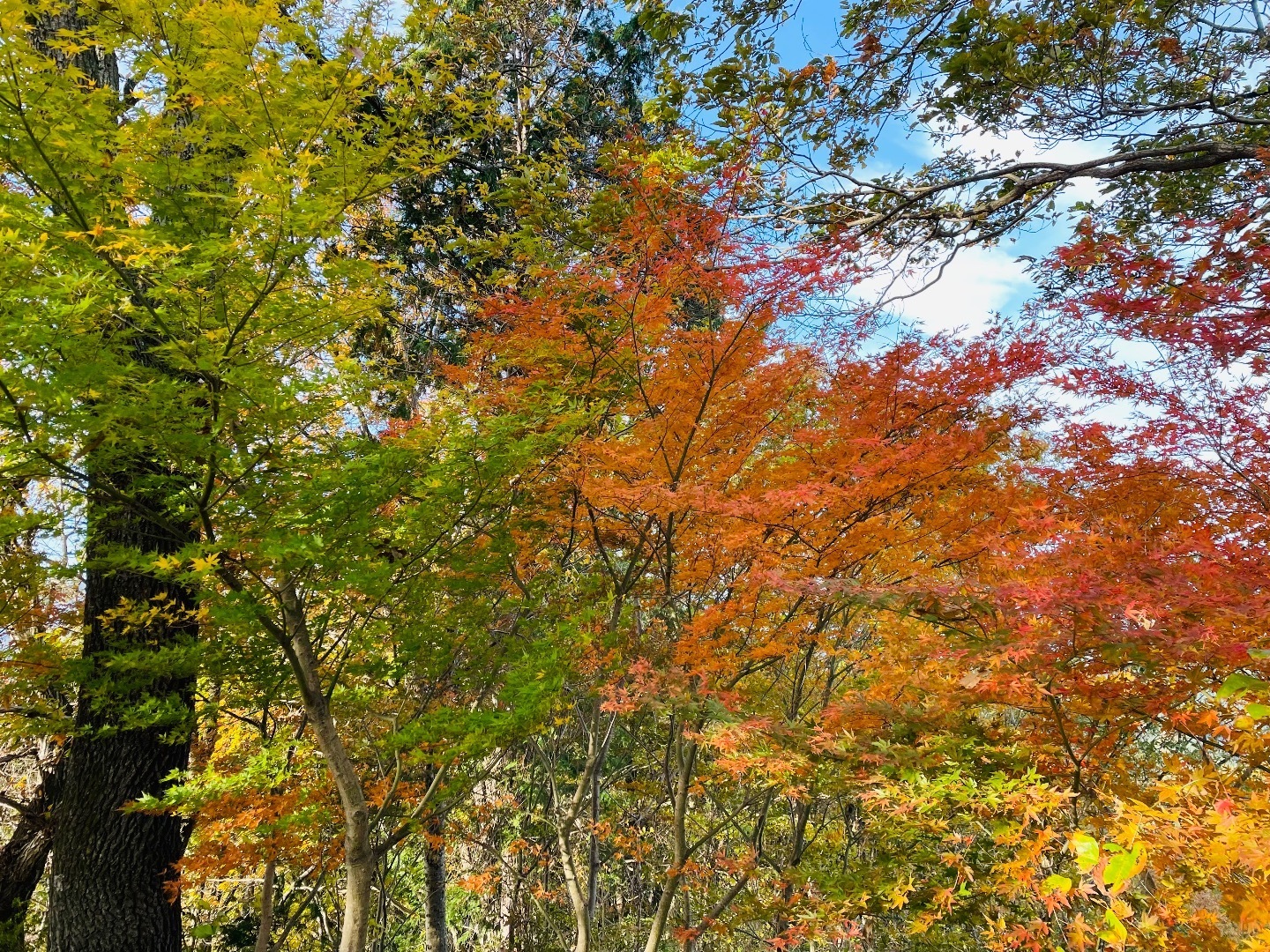 紅葉に彩られた朝の鐘撞堂山で: HINATA CAFE